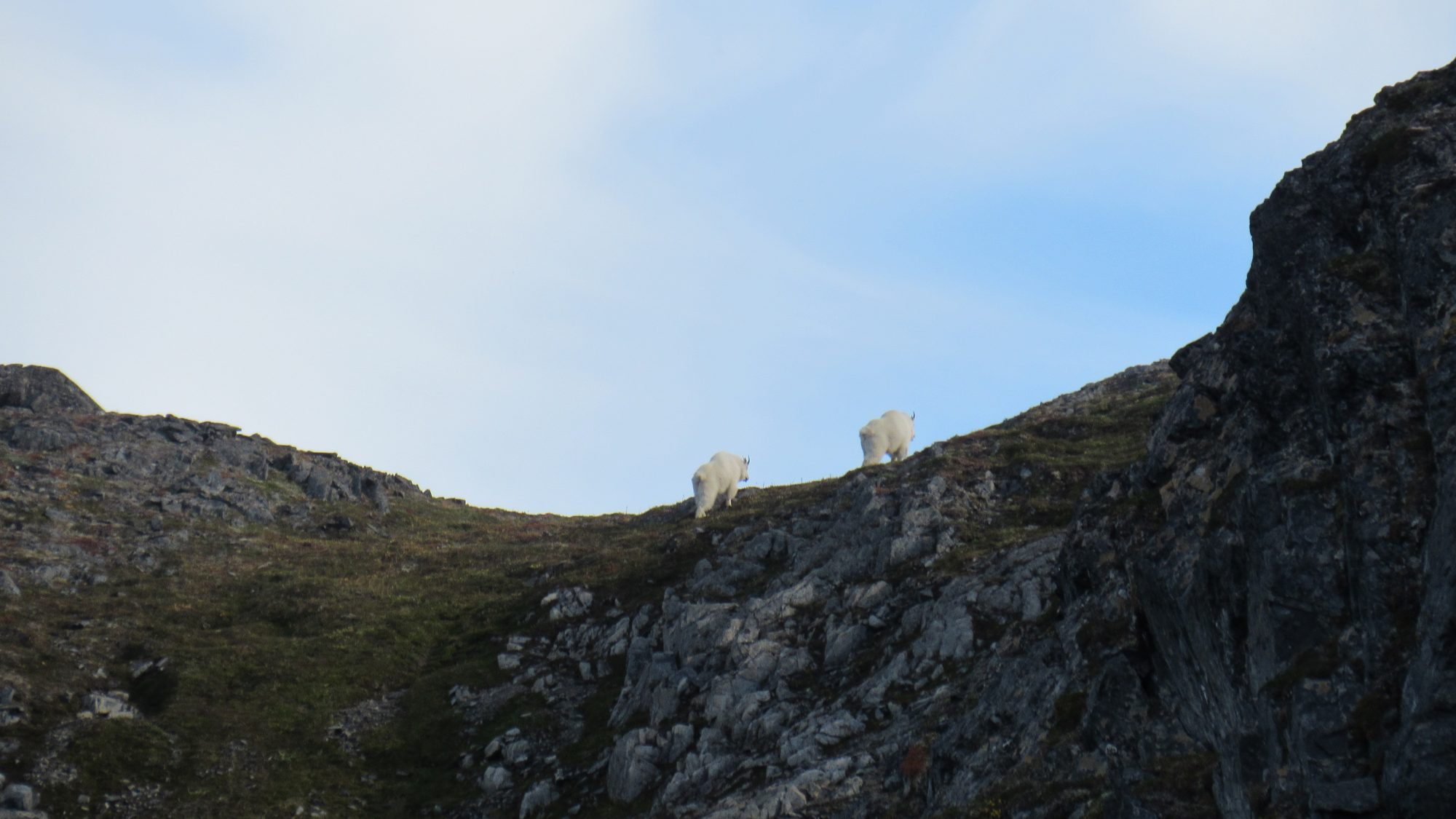 Mountain Goat - Kodiak Outdoor Adventures
